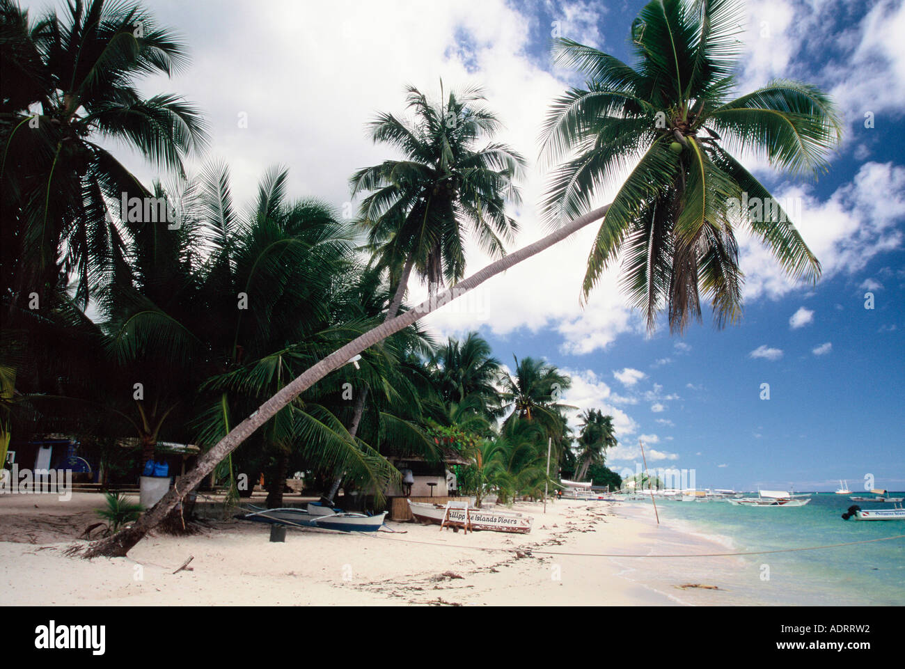 Hanging Palm Tree Panglao Island Southern Philippines Stock Photo - Alamy