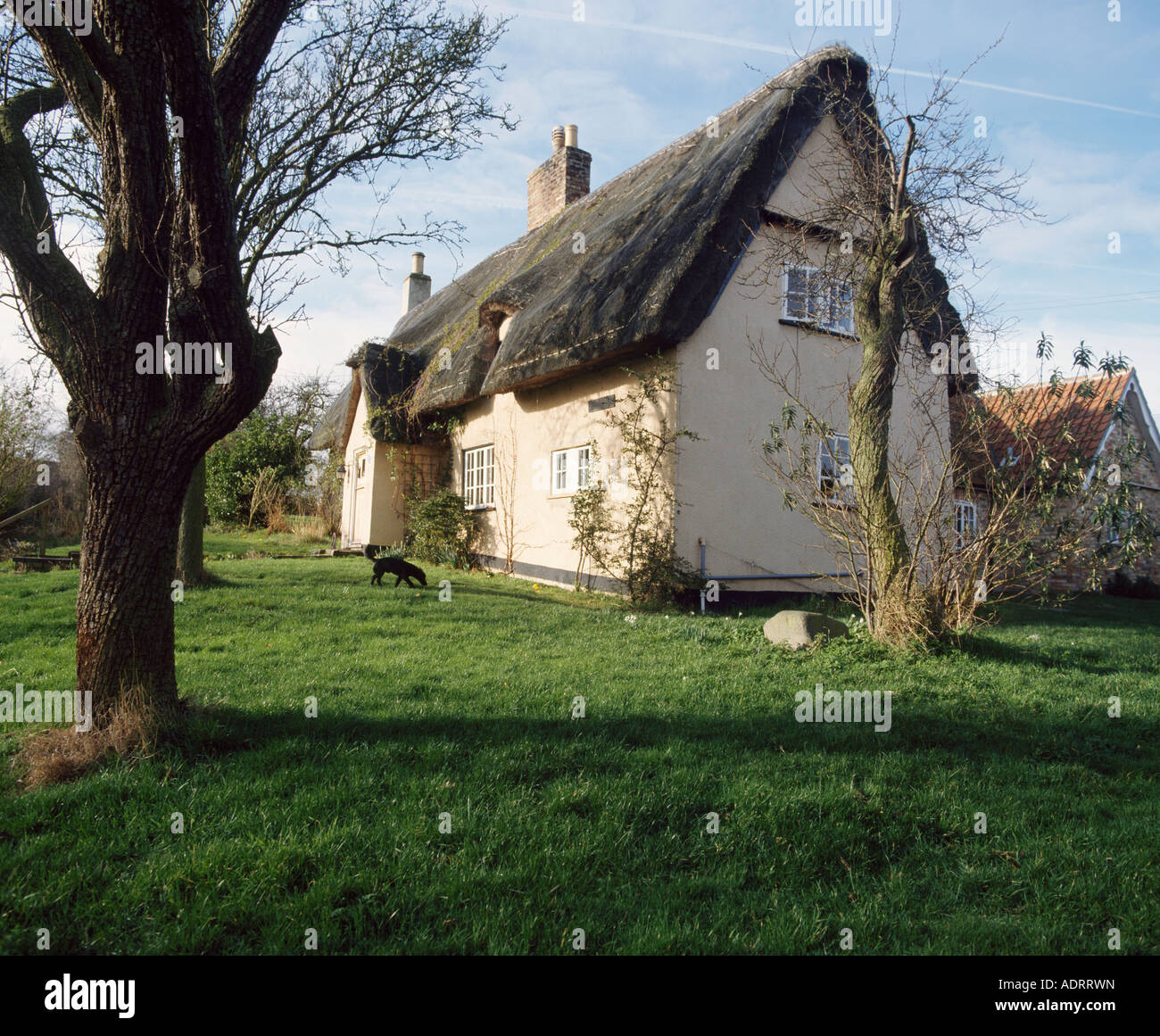 Traditional thatched English country cottage set in large lawn Stock ...