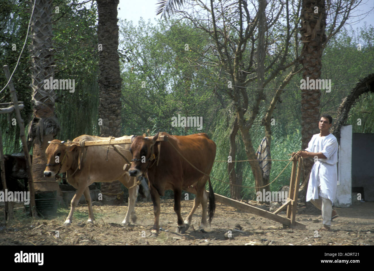 EGYPT The Pharaonic Village in Cairo demonstrates farming methods from ...