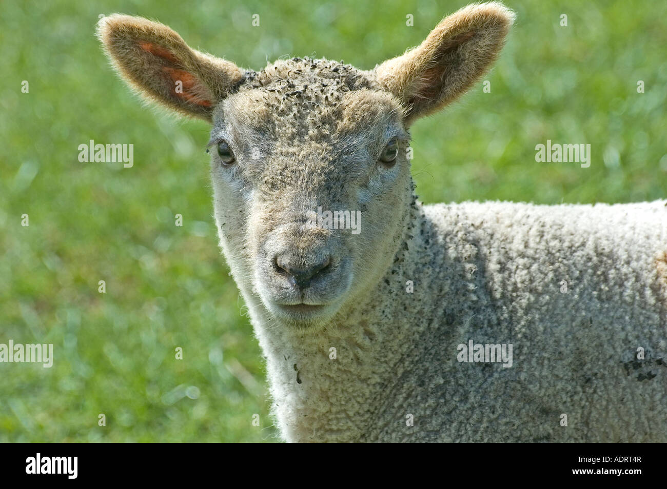 Lambs face hi-res stock photography and images - Alamy