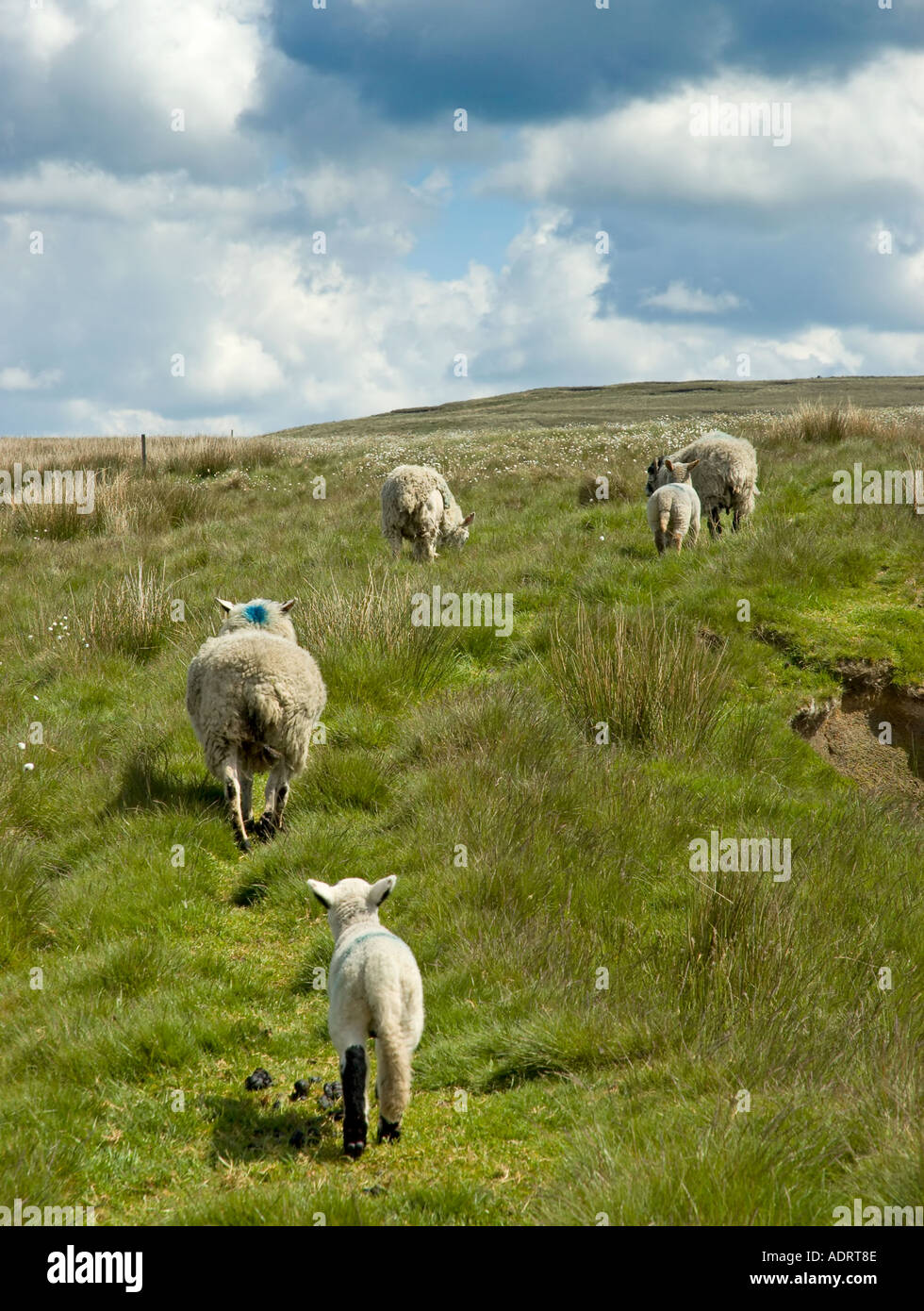 Flock of sheep at Rivington Bolton Lancashire England UK Stock Photo ...
