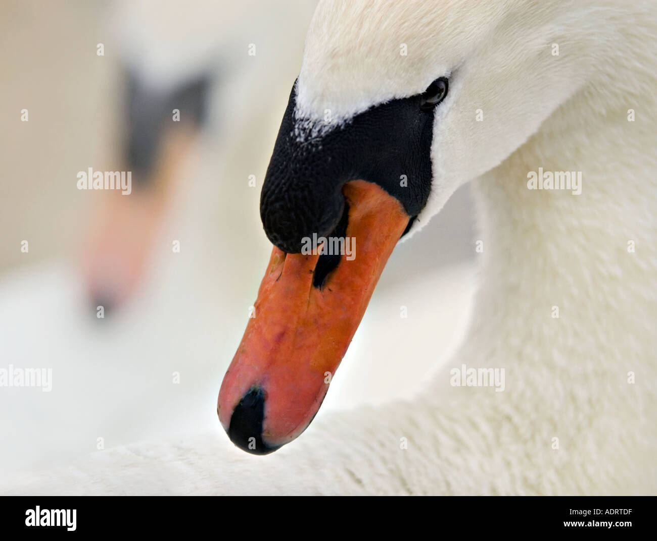 Two swan heads hi-res stock photography and images - Alamy