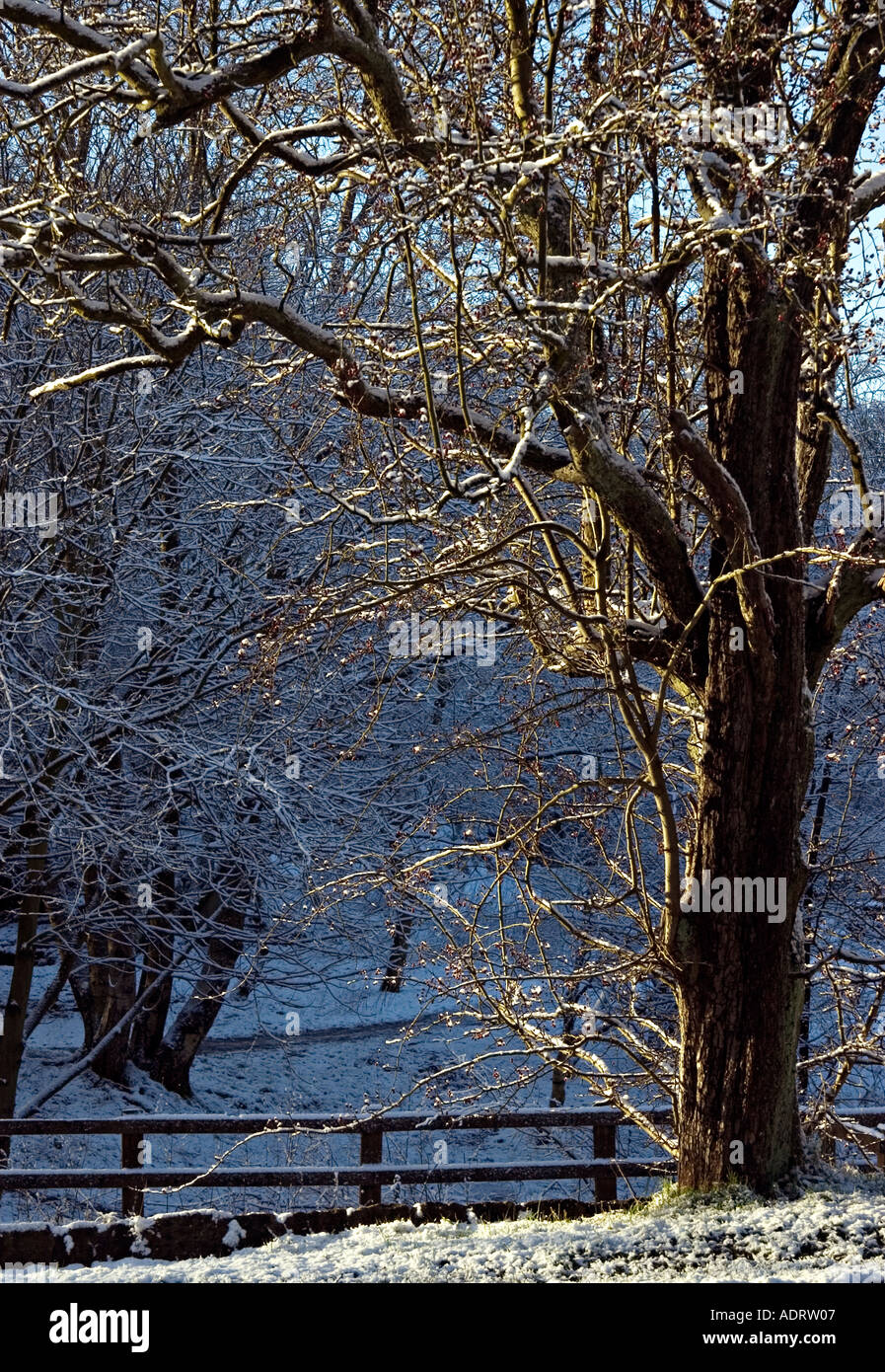 Side lit tree lightly covered with snow fence and trees behind in ...