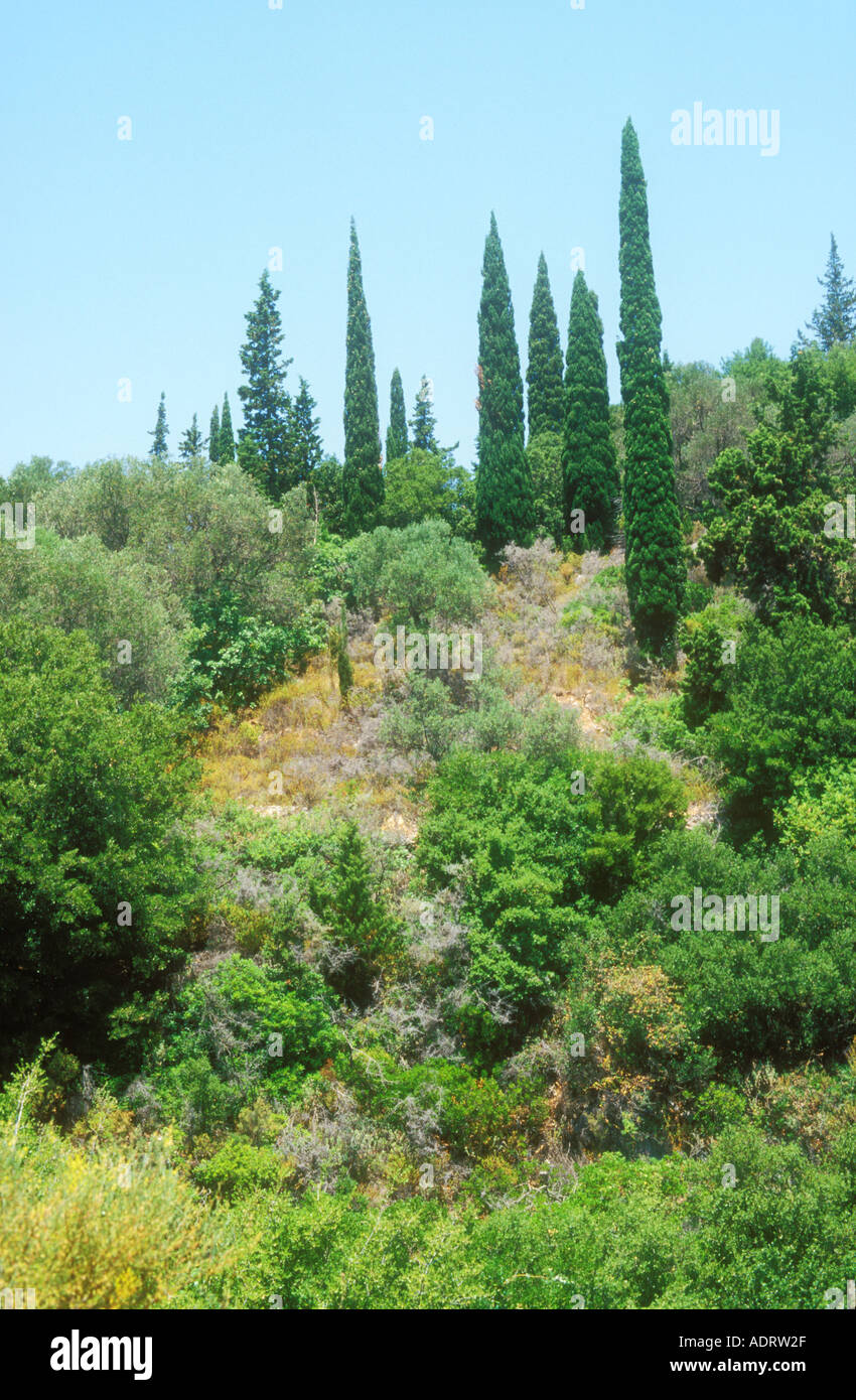 Cyprus Trees on a Mediterranean hillside Stock Photo - Alamy