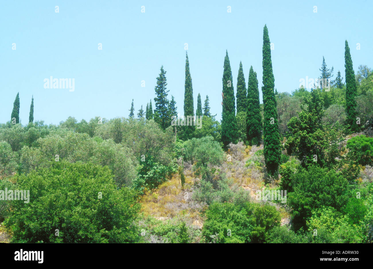Cyprus Trees dominating a Mediterranean hillside Stock Photo - Alamy
