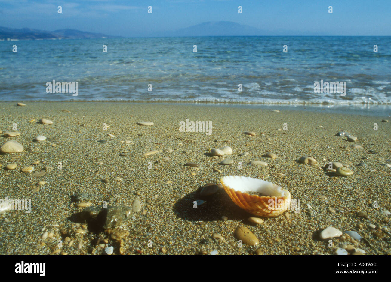 Simple Shell on Mediterranean beach Stock Photo - Alamy