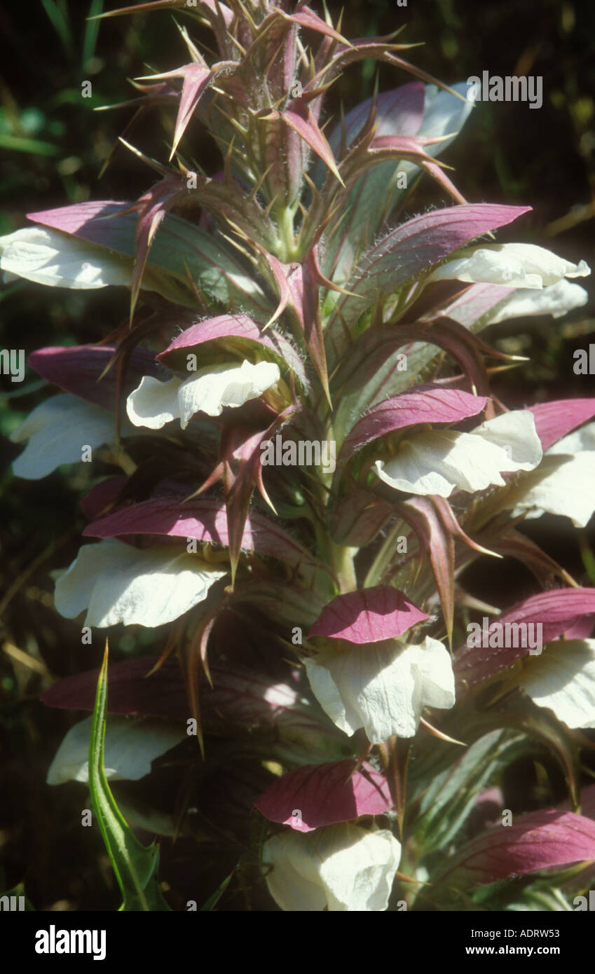 Spiny bear hi-res stock photography and images - Alamy