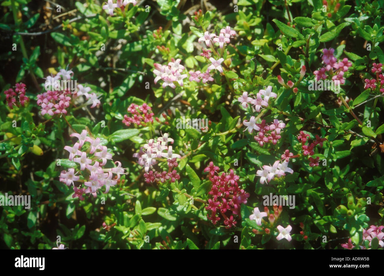 Daphne sericea a close up on flower mass Stock Photo - Alamy