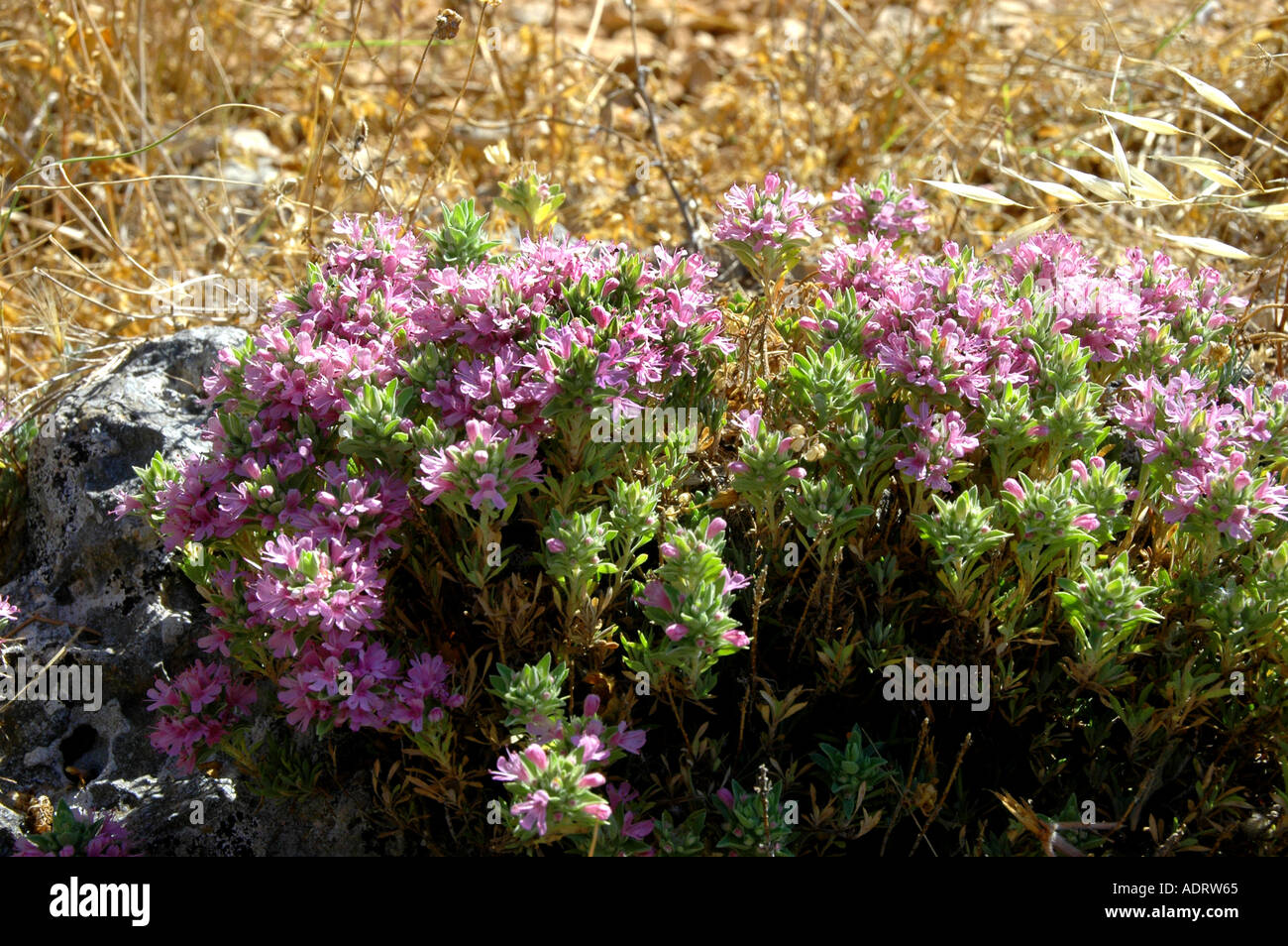 Thymus capitatus a dense flowering clump Stock Photo - Alamy