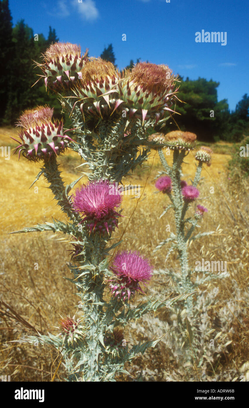 Showy specimen hi-res stock photography and images - Alamy
