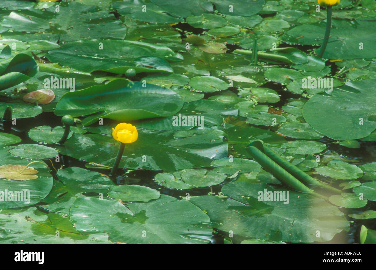 Yellow Water lily Stock Photo - Alamy