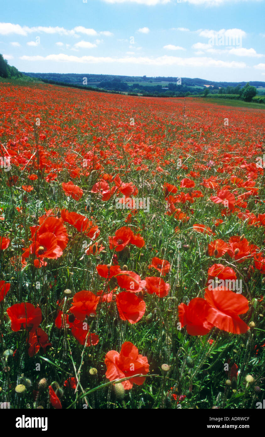 Poppy field portrait hi-res stock photography and images - Alamy