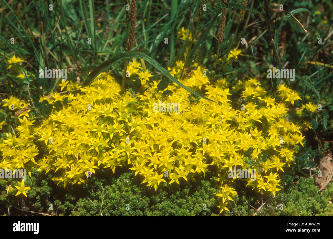 Common stonecrop sedum acre hi-res stock photography and images - Alamy