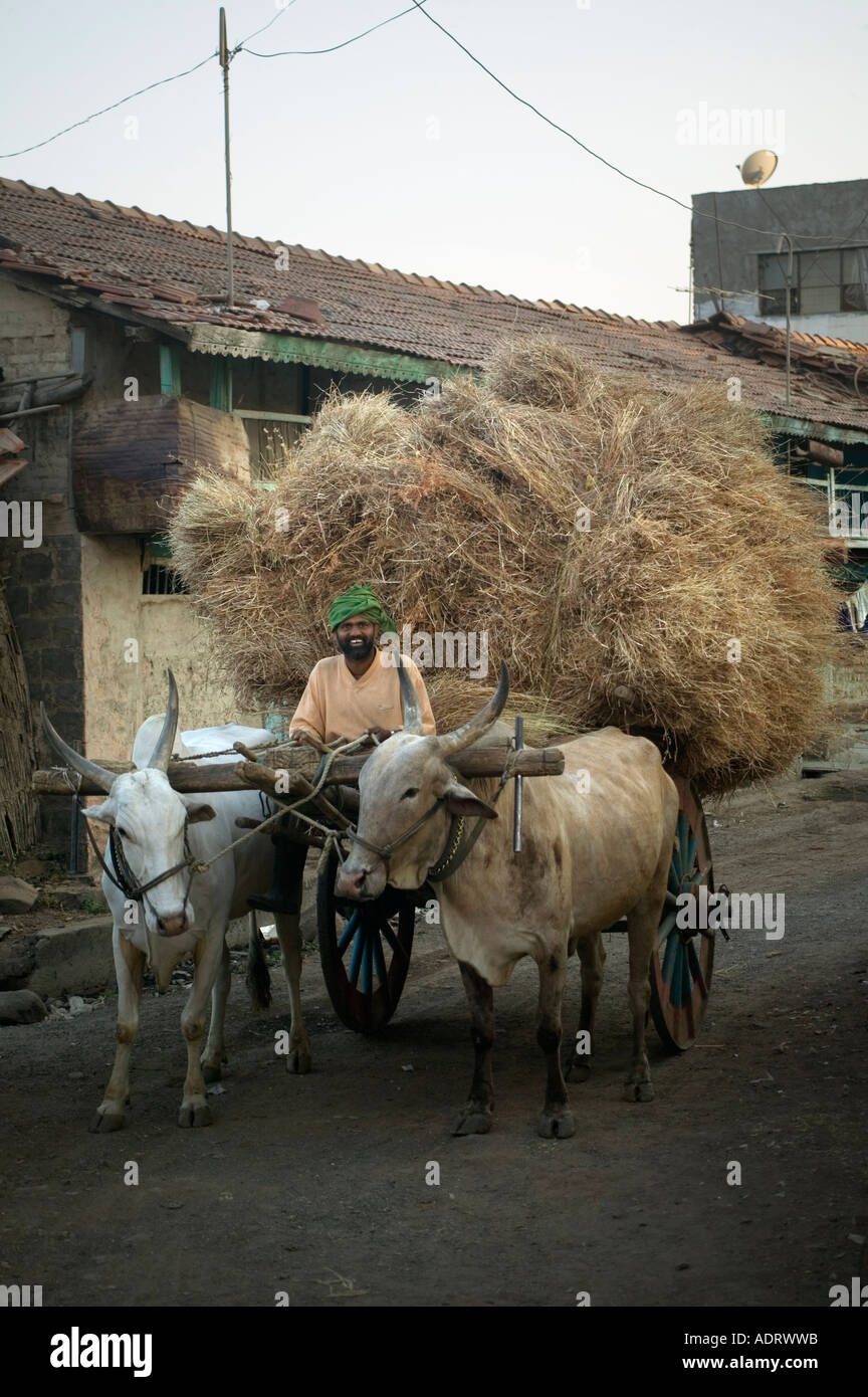 Driving in india and cows hi-res stock photography and images - Alamy