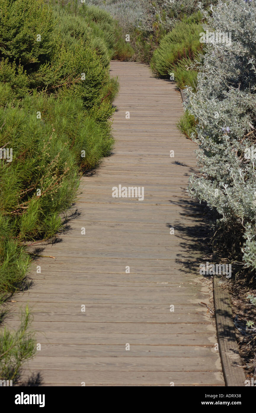 Oso Flaco High Resolution Stock Photography and Images - Alamy