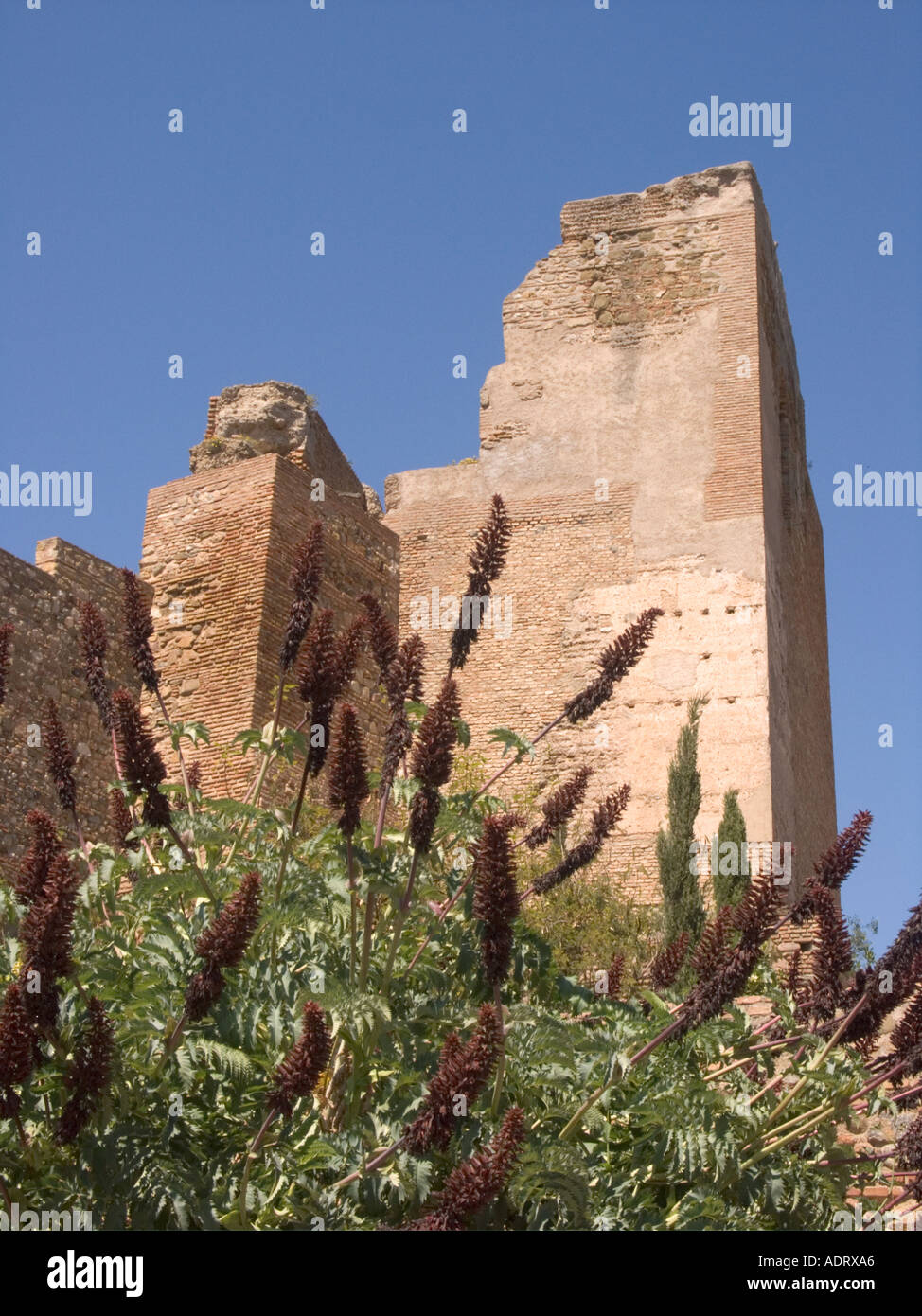 Walls of La Alcazaba Malaga City tower wall plant Moorish 11 eleventh ...
