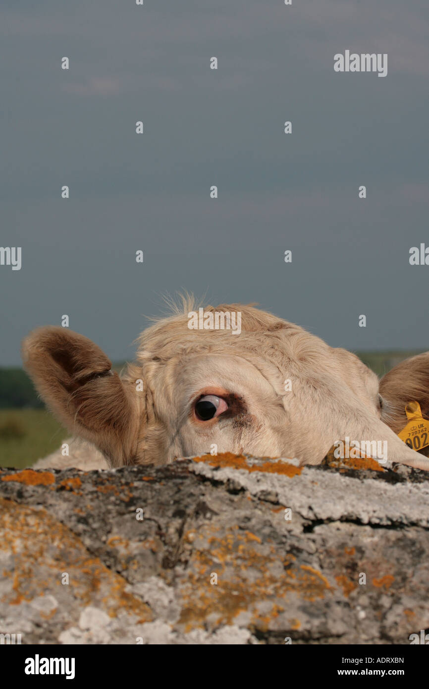 Cow looking over a stone wall Stock Photo - Alamy