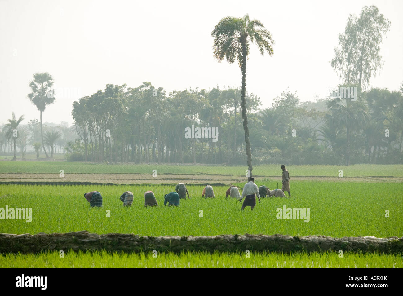 Paddy fields in Bangladesh the most heavily populated country in the ...