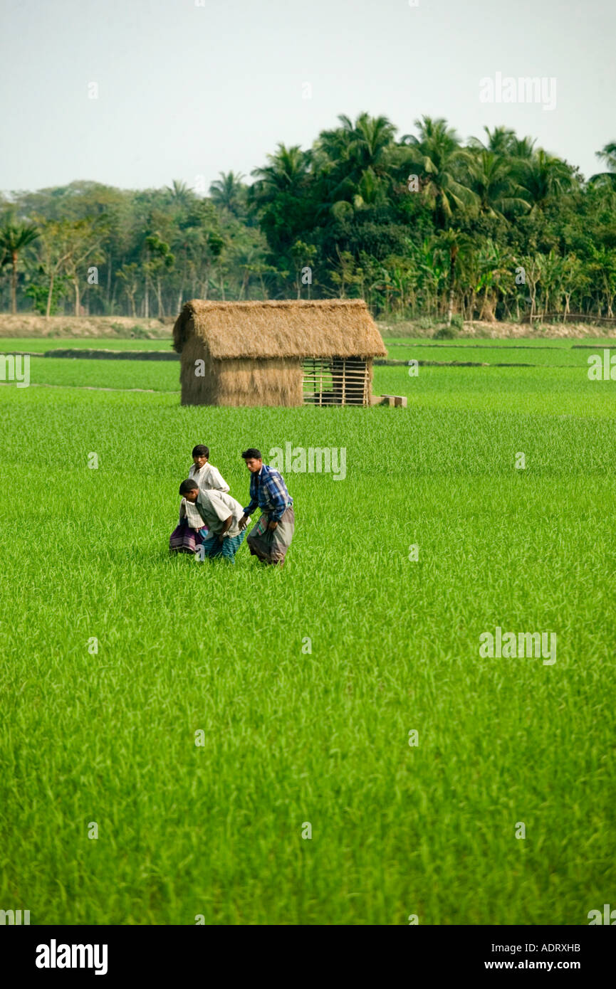 Paddy fields in Bangladesh the most heavily populated country in the ...