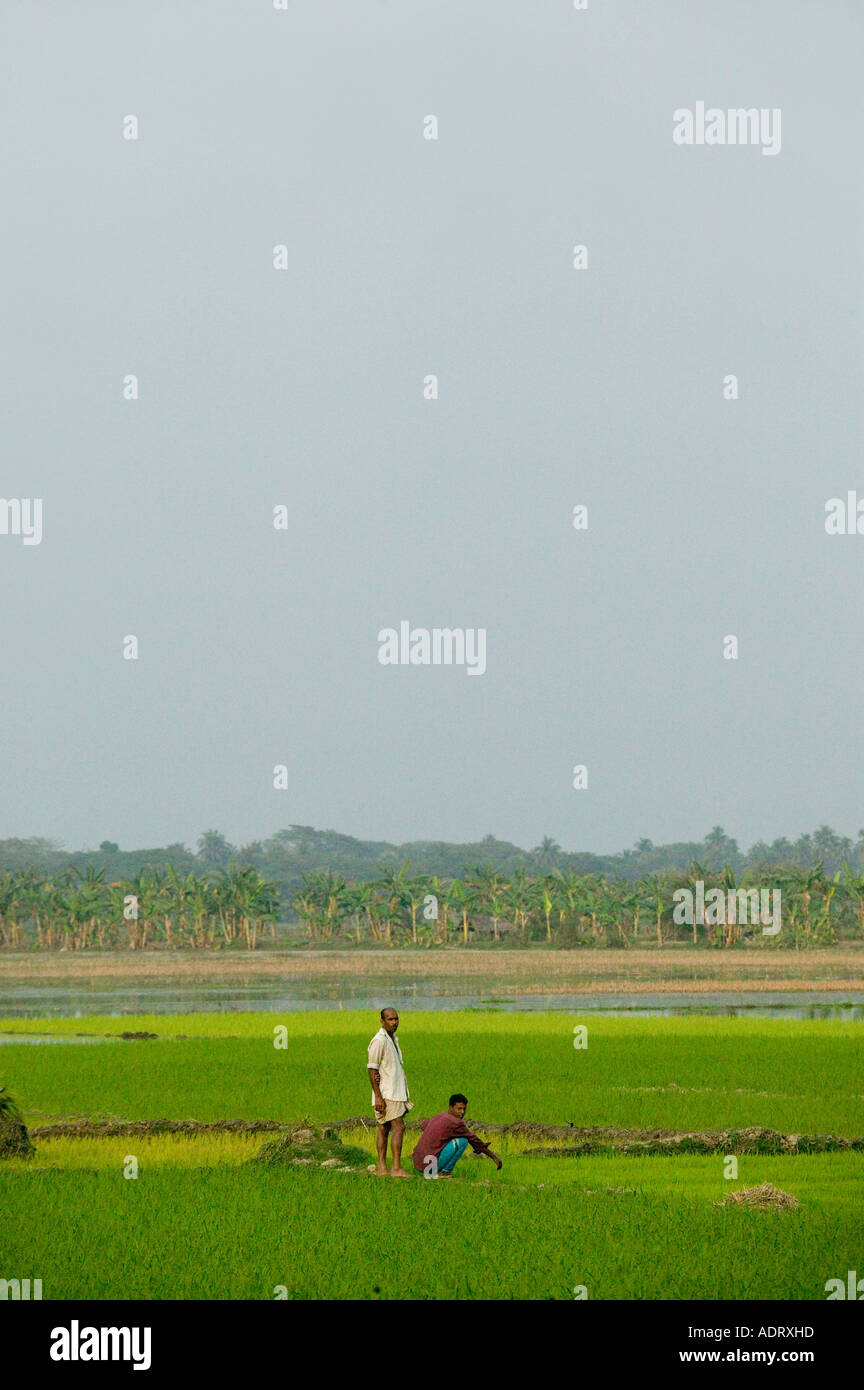 Paddy fields in Bangladesh the most heavily populated country in the ...