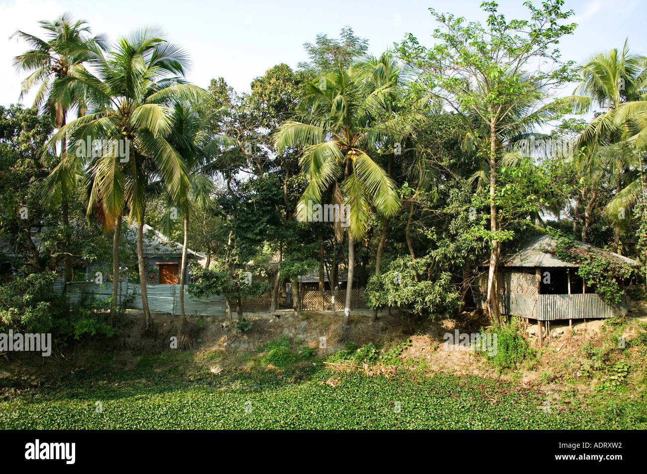 A Typical Bangladeshi Rural Village Scene Stock Photo Alamy a-typical-bangladeshi-rural-village-scene-stock-photo-alamy