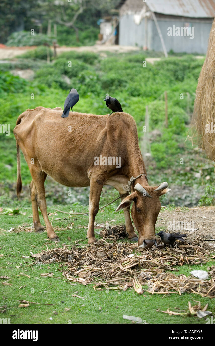 Birds eat fleas from a cow's back while it grazes, Bangladesh Stock ...