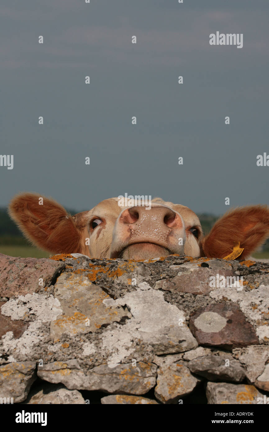 Cow looking over stone wall hi-res stock photography and images - Alamy