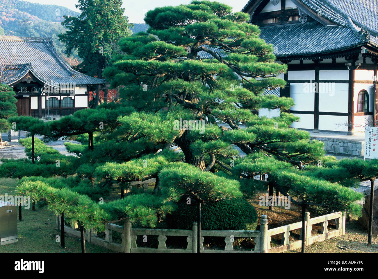A giant temple tree Kyoto Japan Stock Photo - Alamy