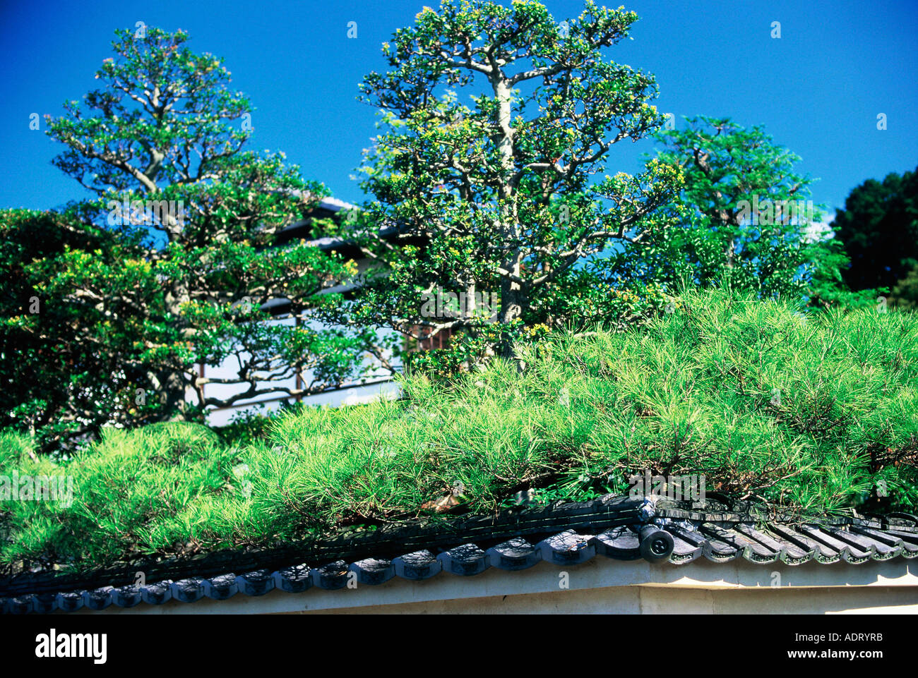 Trees Kyoto Japan Stock Photo - Alamy