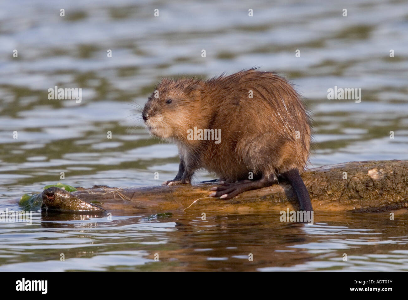 Common Muskrat Ondatra zibethicus International Peace Park Boissevain ...