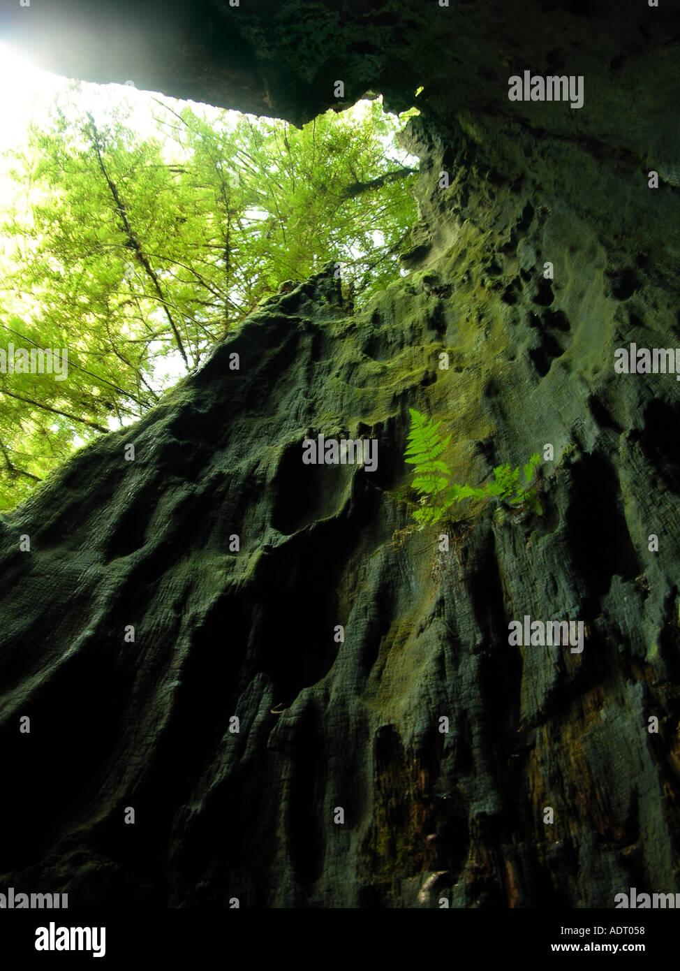 Inside Redwood Tree Looking Up Stock Photo - Alamy