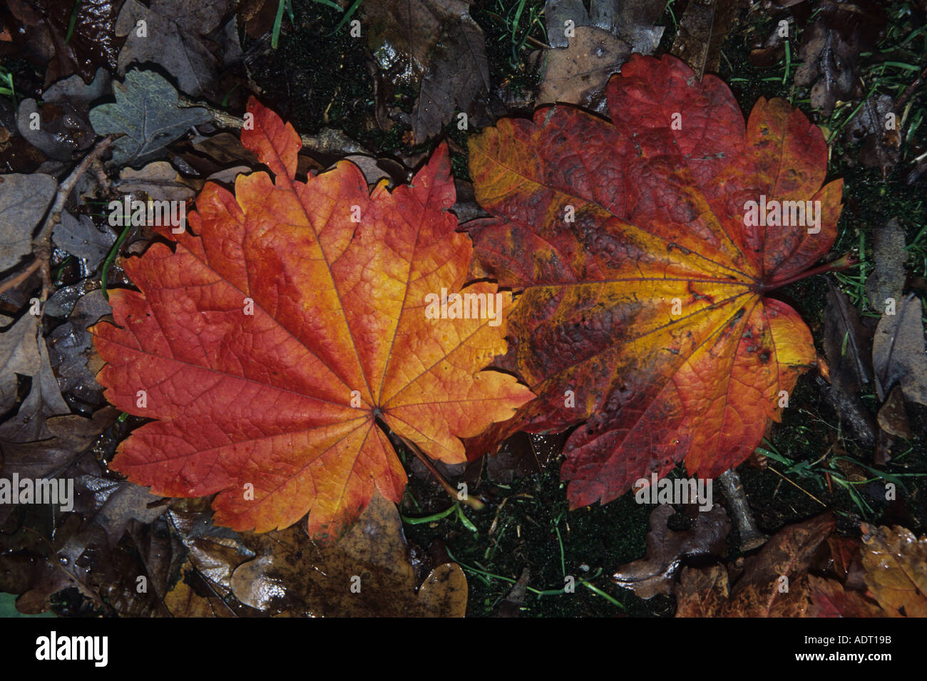 Changing colour of leaves hi-res stock photography and images - Alamy