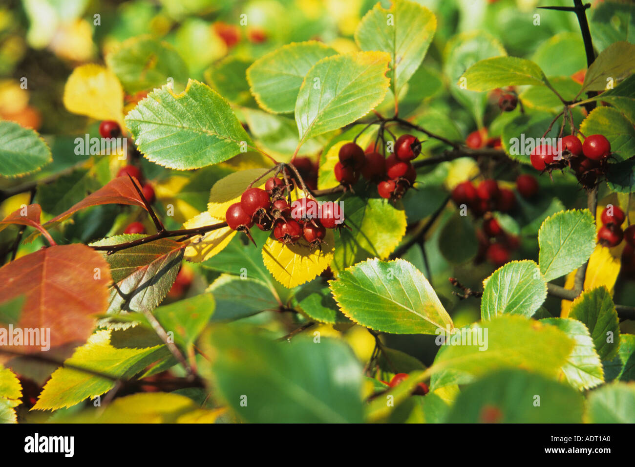 Autumn leaves and berries Stock Photo - Alamy