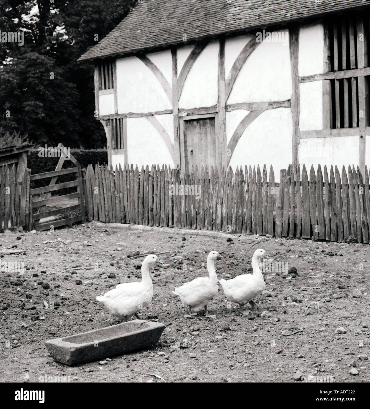 Line of geese hi-res stock photography and images - Alamy