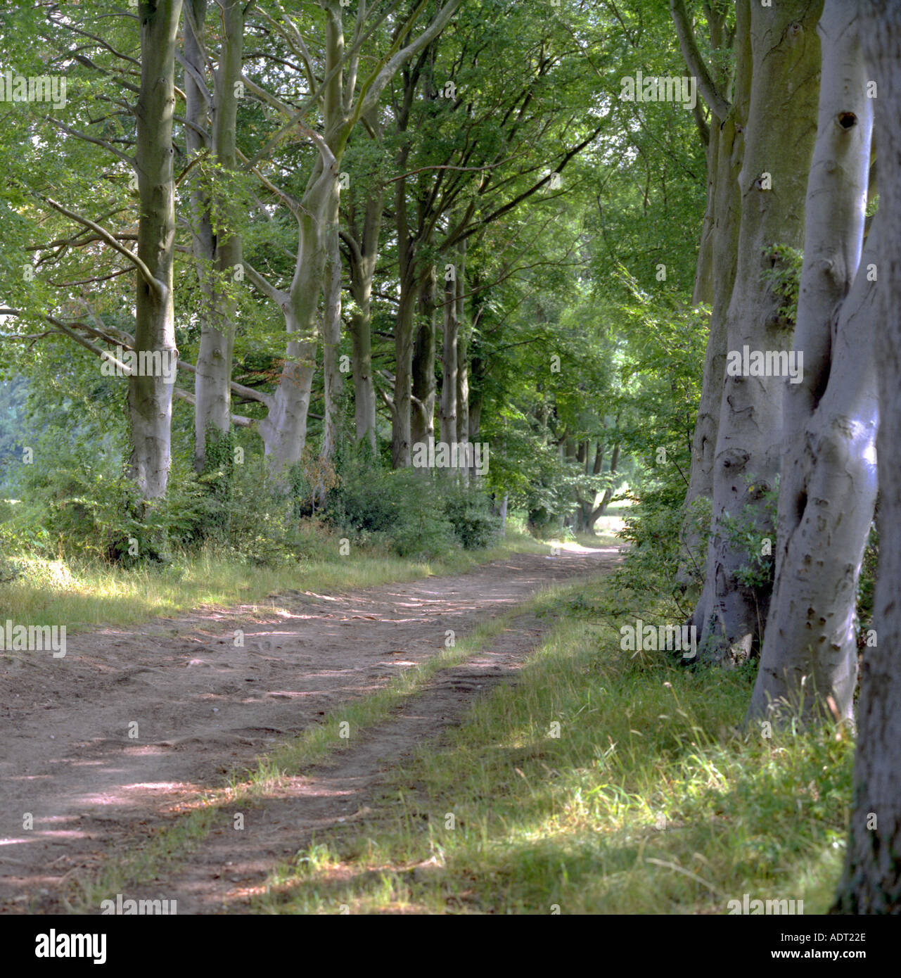 Tree shaded road hi-res stock photography and images - Alamy