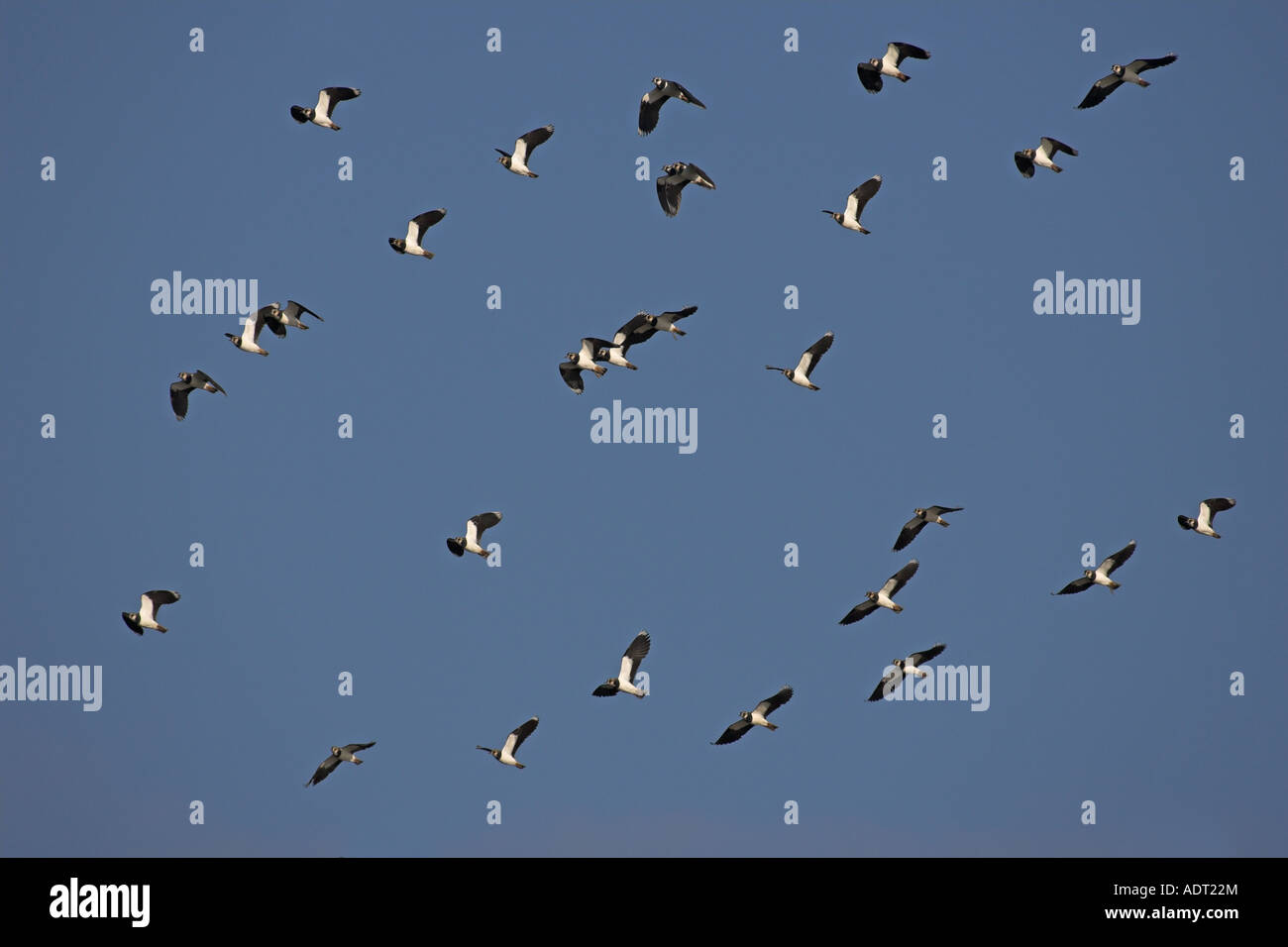 Northern Lapwing Vanellus vanellus flock in flight, RSPB Old Moor ...