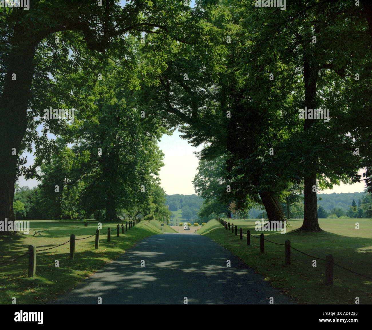 Tree covered lane way Stock Photo - Alamy