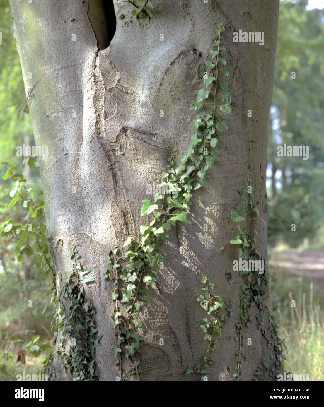 Thick with vines hi-res stock photography and images - Alamy