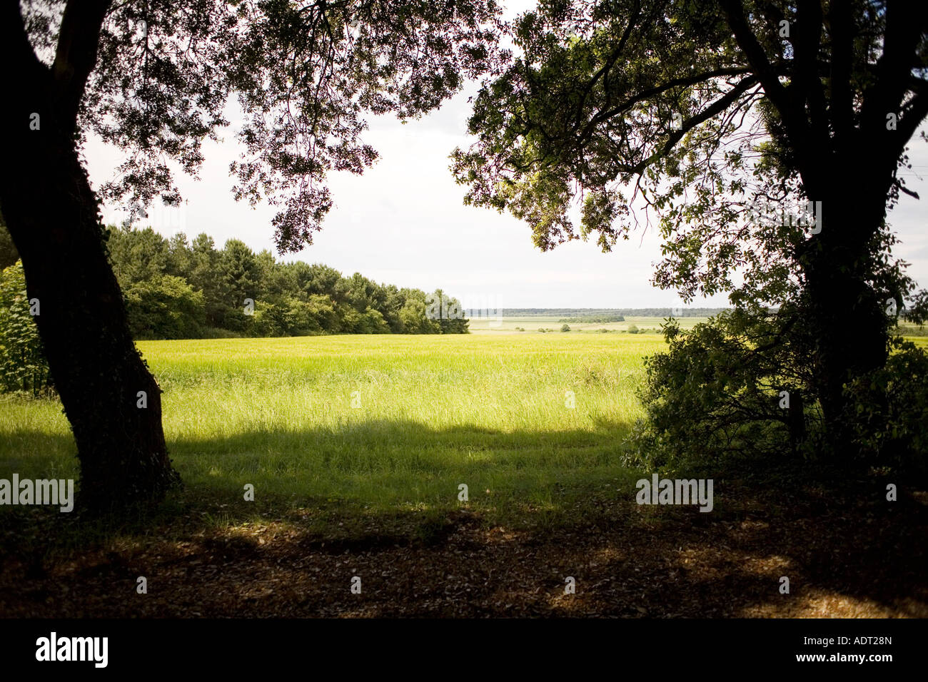 landscape with view over fields through trees Stock Photo - Alamy
