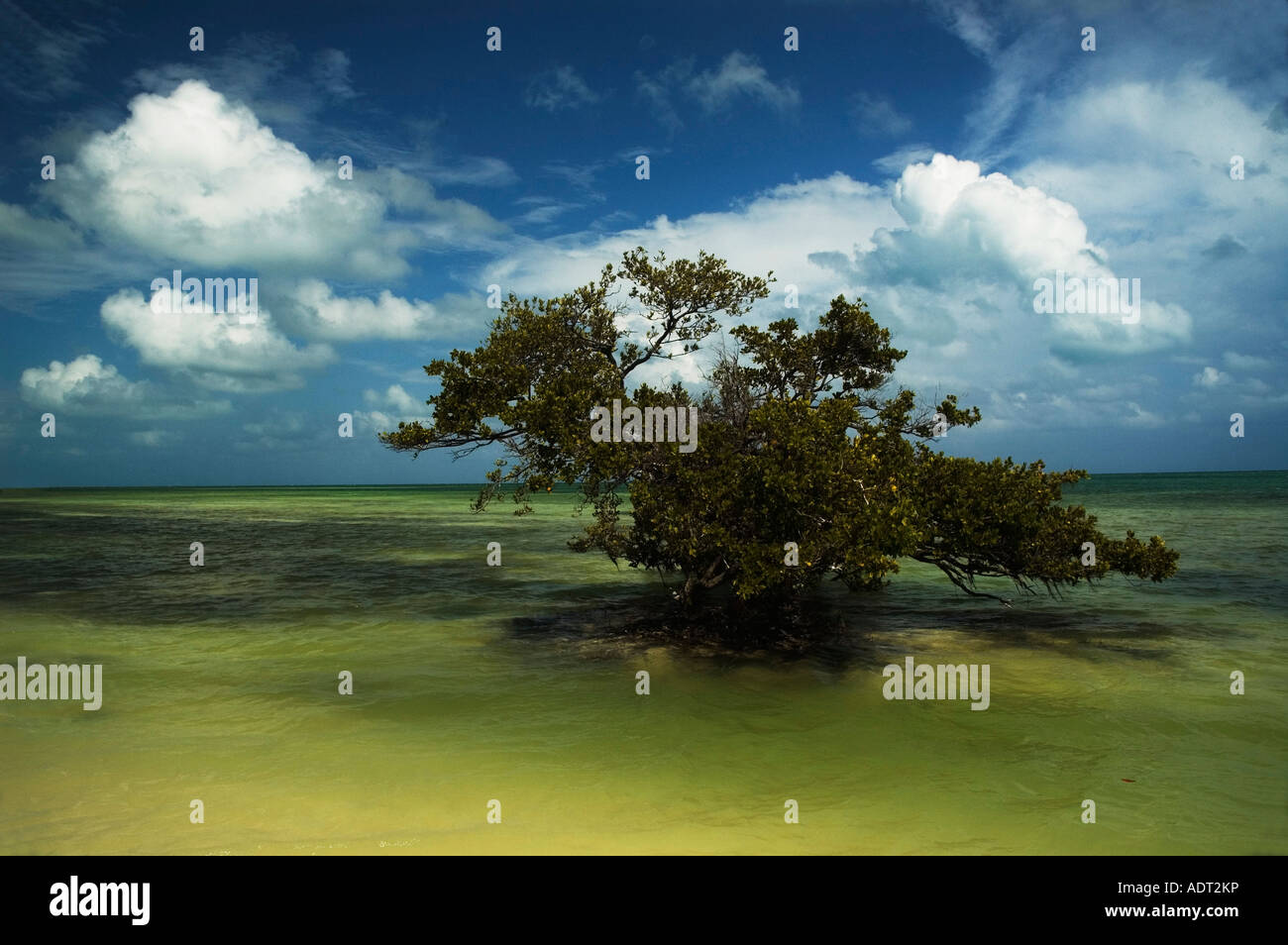 Tree growing out of water in the Florida Keys, USA Stock Photo - Alamy