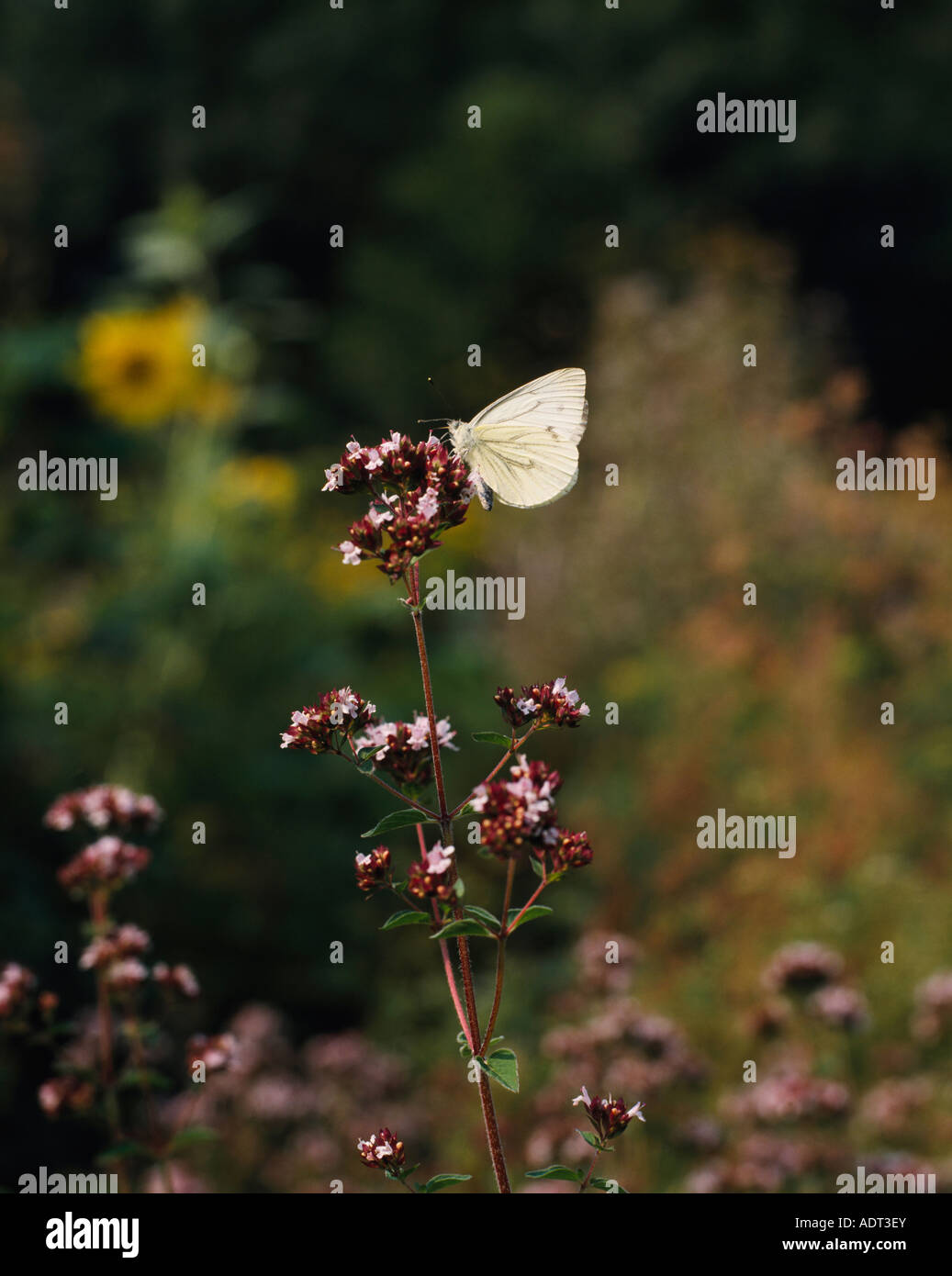 Close up of Cabbage white butterfly on Marjoram flower Stock Photo - Alamy