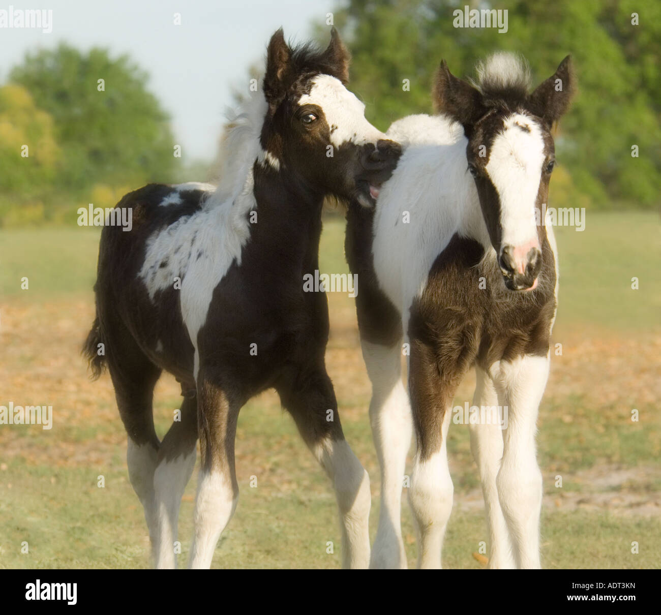 Two Gypsy Vanner Horse foals at play Stock Photo - Alamy