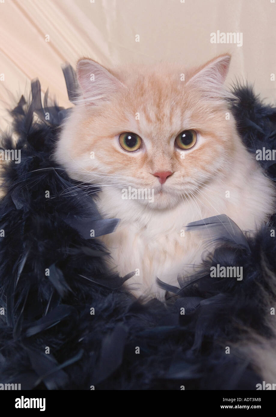 Sleek dogs hi-res stock photography and images - Alamy