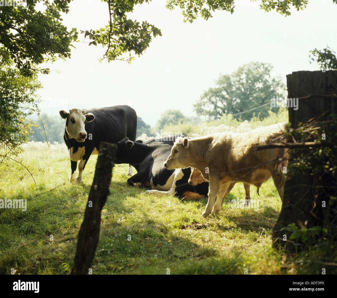 Cow grazing in sunlit hi-res stock photography and images - Alamy