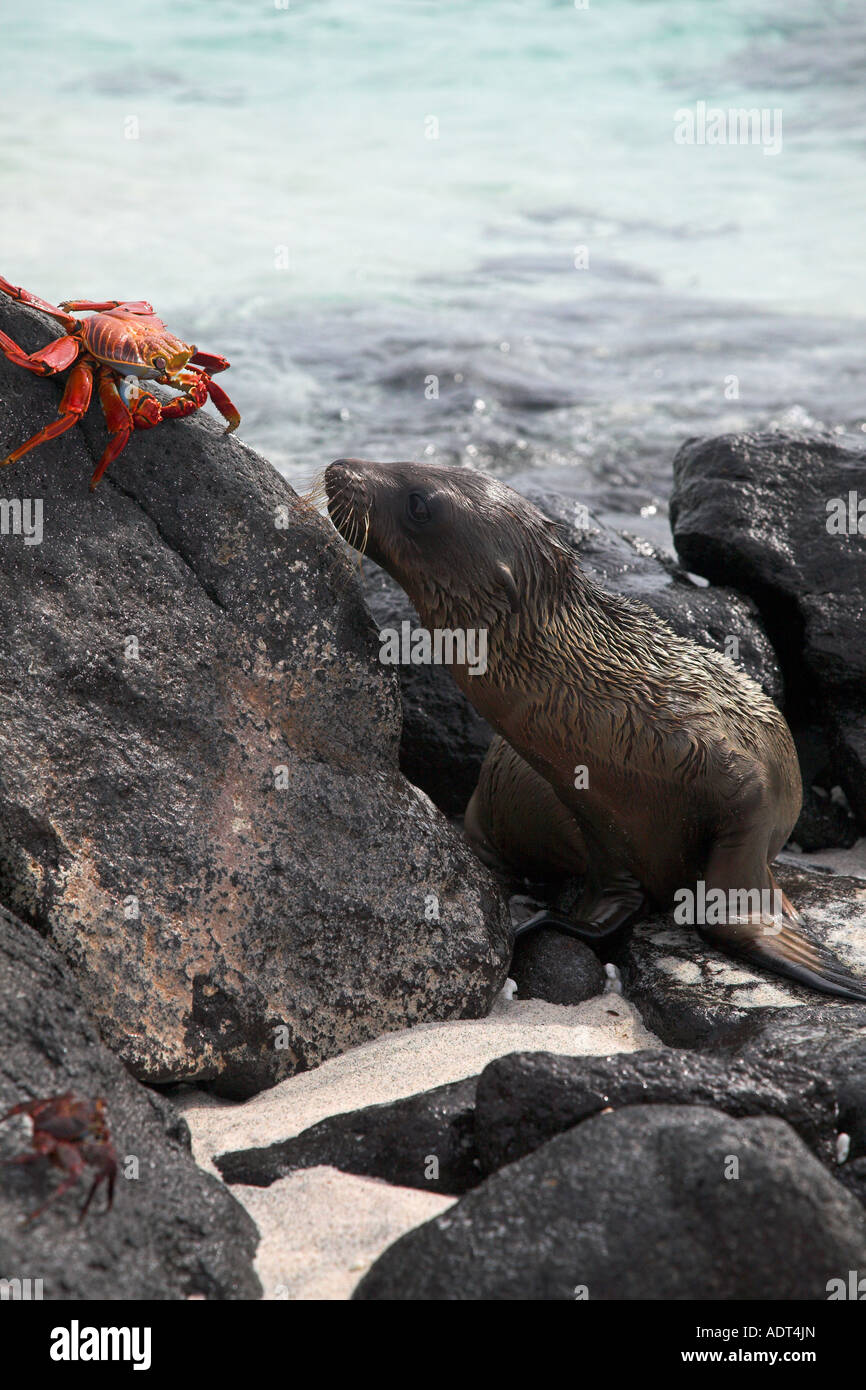 Galapagos sea lion hi-res stock photography and images - Alamy