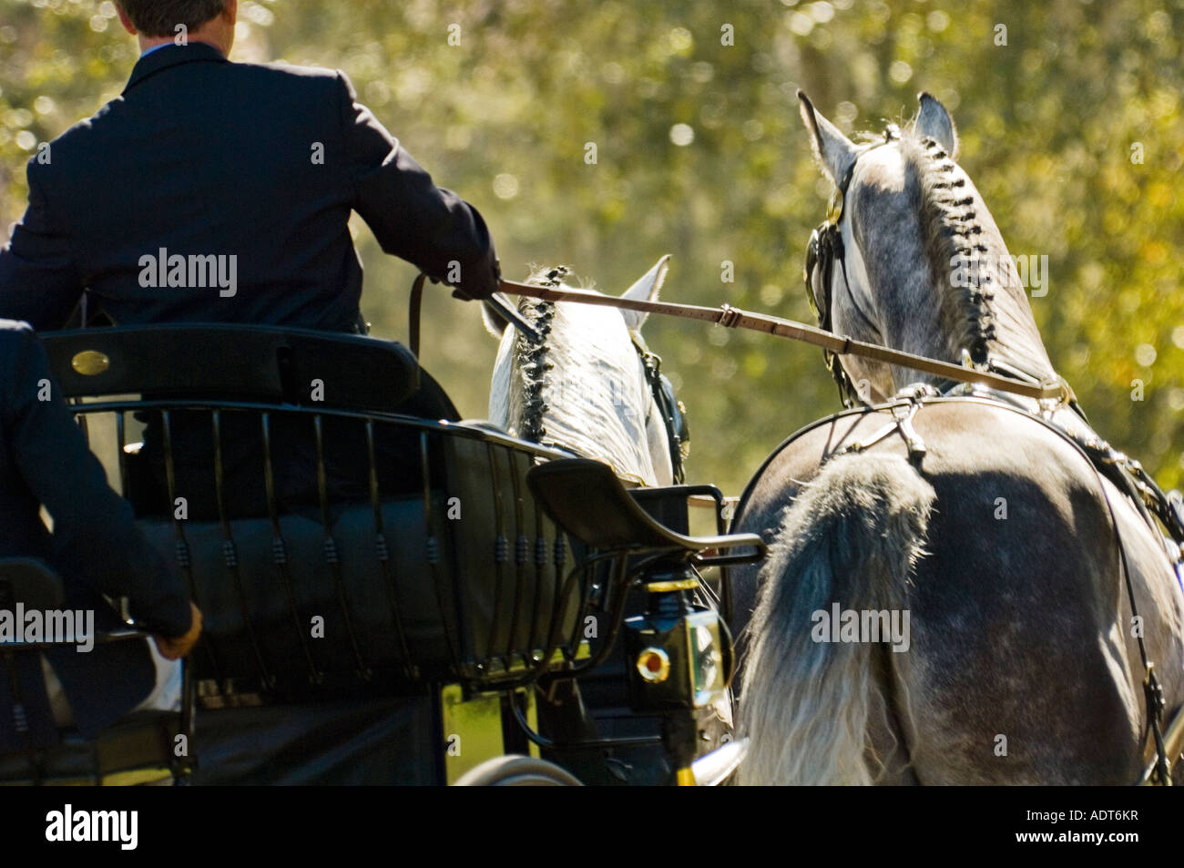 Pair of horses competing at Combined Driving event Stock Photo - Alamy