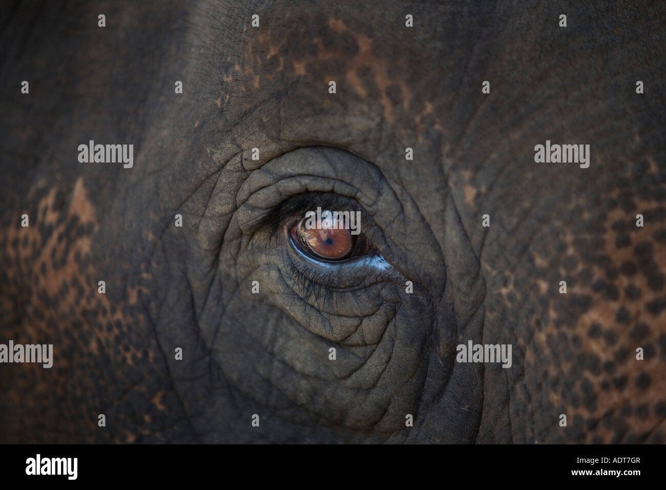 Closeup of an animal's eye Stock Photo - Alamy