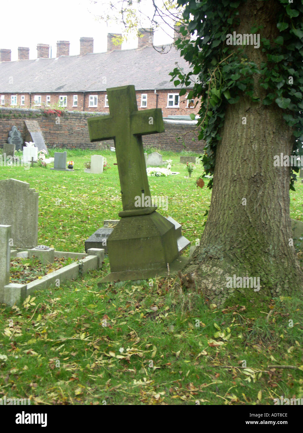 Gravestone displaced by tree roots Stock Photo - Alamy