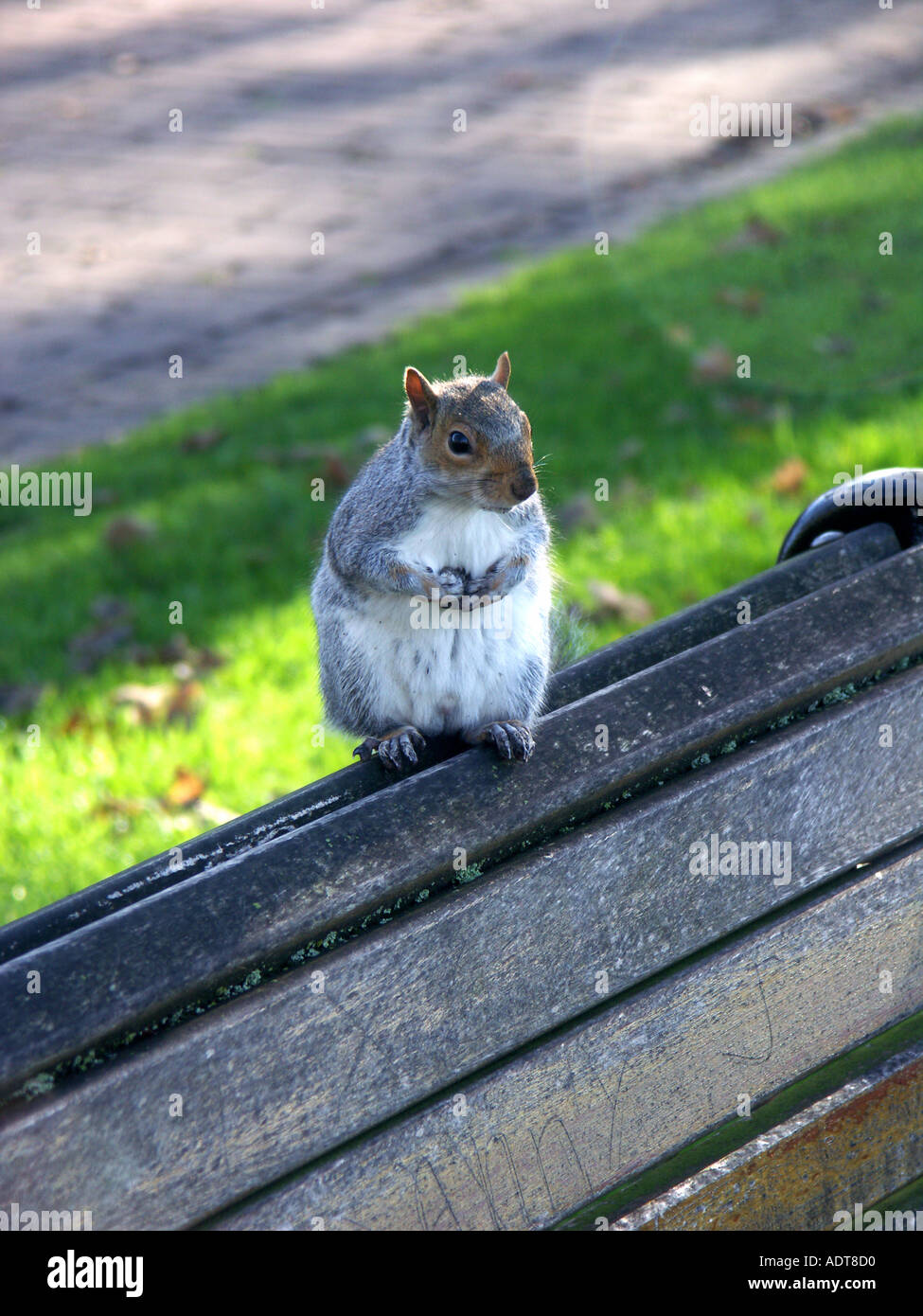 Obese grey squirrel hi-res stock photography and images - Alamy