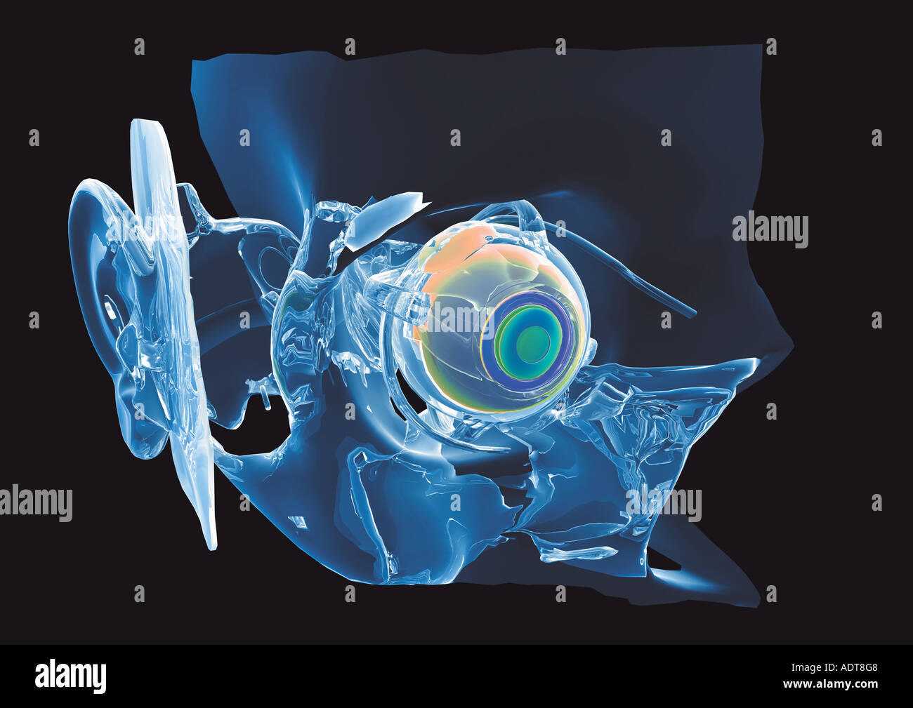 Translucent ear hi-res stock photography and images - Alamy